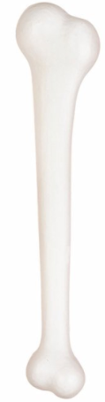Knochen weiss 39 cm Körperteile / Narben / Kunstblut / Skelette Skelett ...